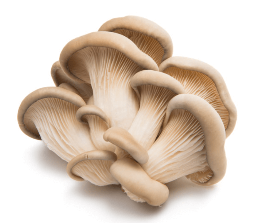 米MycoTechnologyが約105億円を調達、菌糸体発酵プラットフォームの海外展開を加速 | Foovo -フードテックニュースの専門メディア-