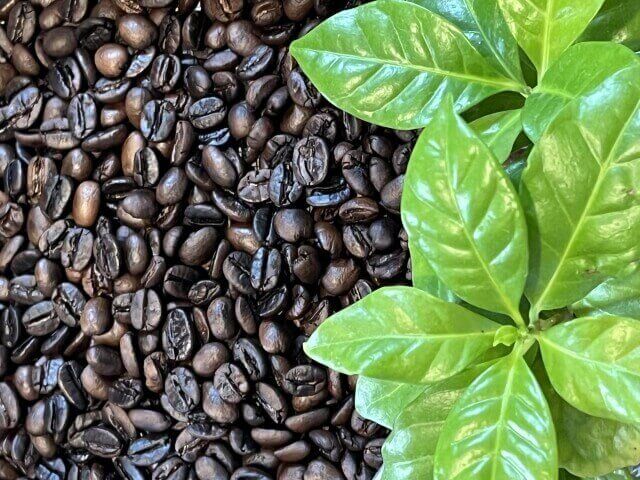 ブラジル企業Cellva Ingredients、培養豚脂肪に続き、コーヒー副産物から代替甘味料の開発へ | Foovo -フードテックニュースの専門メディア-