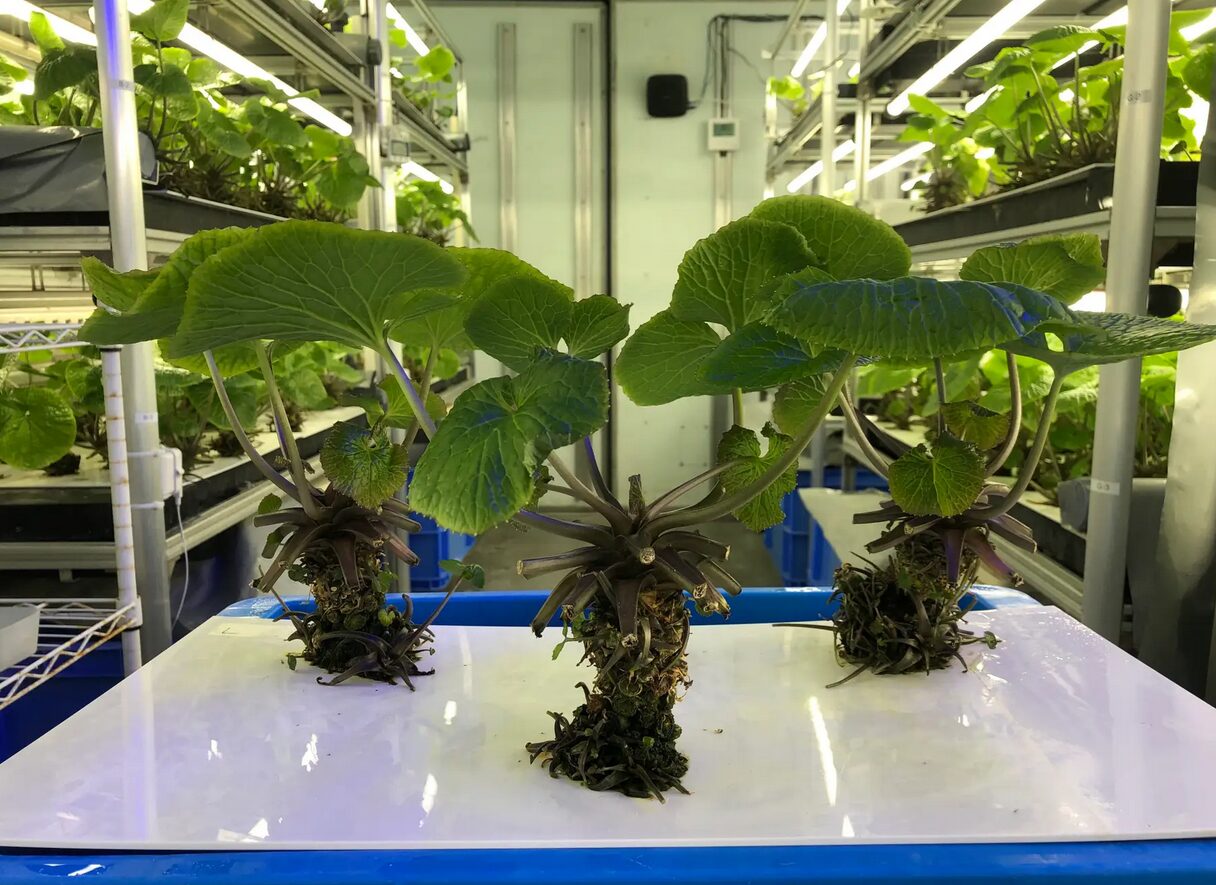 わさびの自動栽培モジュールを開発するNEXTAGEがシリーズAで資金調達 | Foovo -フードテックニュースの専門メディア-