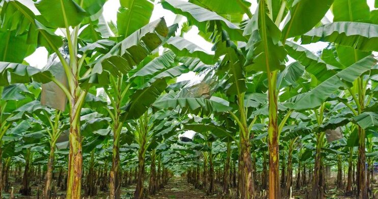 オランダの研究チーム、バナナの2大病害に抵抗性を持つ新品種「Yelloway One」を開発 | Foovo -フードテックニュースの専門メディア-