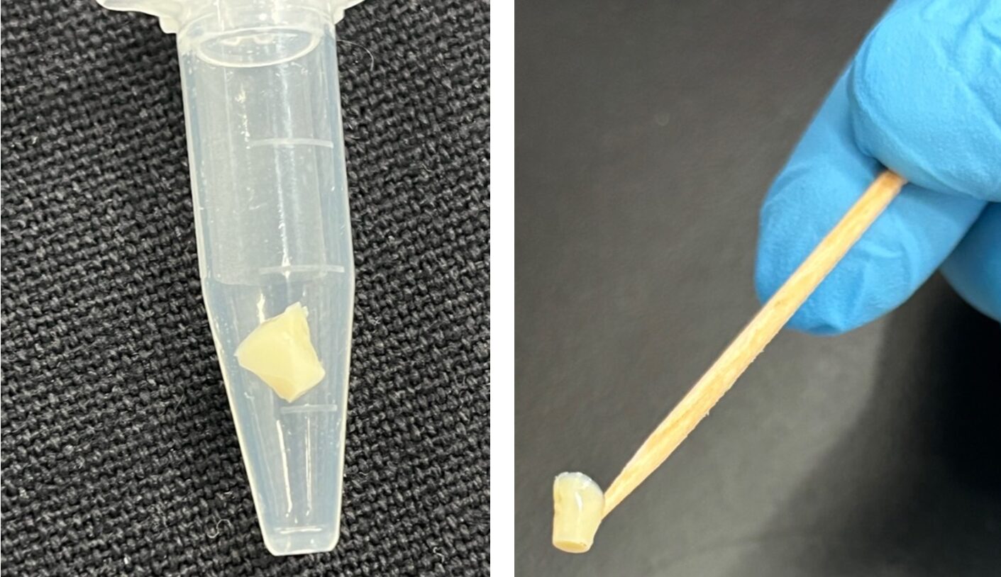 電気刺激で動く培養ウナギを確認──北里大×阪大の研究チーム、細胞性魚肉研究で新成果 | Foovo -フードテックニュースの専門メディア-